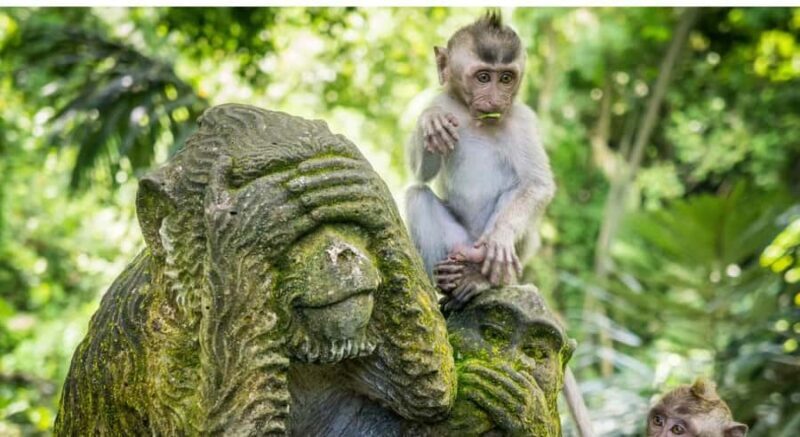 Bali: Ubud Private Tour with Waterfalls and Jungle Swing - The Sum Up