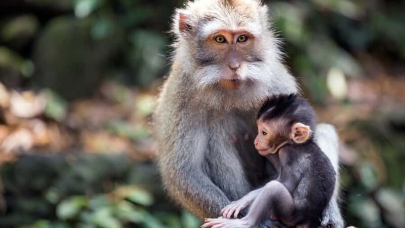 Bali: Ubud Rice Terraces, Monkey Forest & Waterfall Tour - Who Should Consider This Tour?