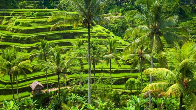 Bali: Ubud Rice Terraces, Monkey Forest & Waterfall Tour - FAQs