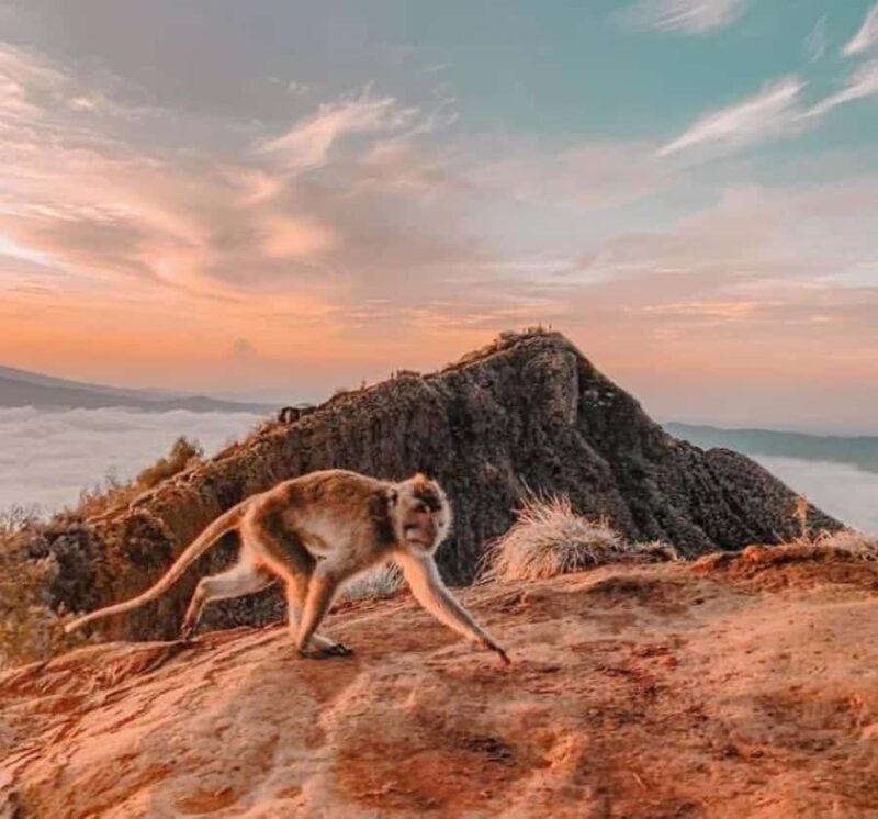 Bali: Ubud Sunrise Trekking - The Value Proposition