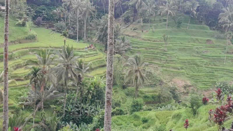 Bali: Ubud Temple, Rice Terrace, and Waterfall Tour - What You Should Know Before You Go