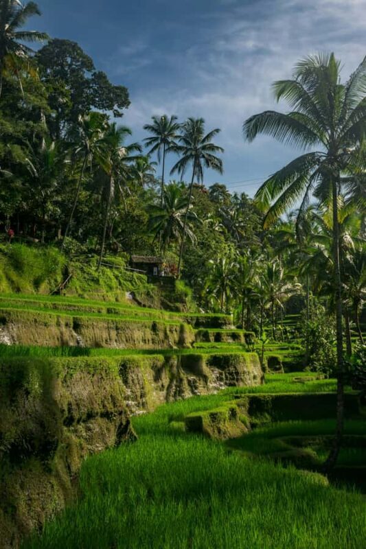 Bali: Ubud Temples, Rice Terraces, & Waterfall Day Tour - Gunung Kawi Temple: Cliffs and Sacred Shrines