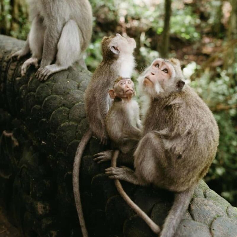 Bali Ubud Tour Best of Ubud Higlight with private Transfers - The Itinerary in Depth