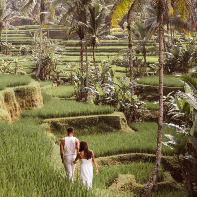 Bali Ubud Tour Best of Ubud Higlight with private Transfers - Value and Practical Tips