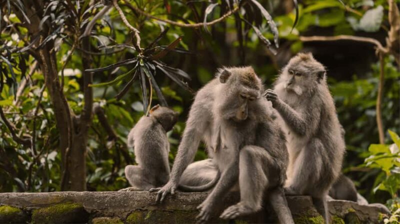 Bali: Ubud Tour with Sacred Monkey Forest & Rice Terraces - Key Points