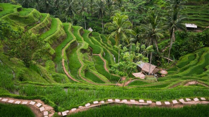 Bali: Ubud Tour with Sacred Monkey Forest & Rice Terraces - Final Thoughts