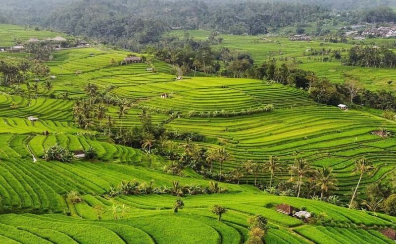 Bali : Ulun Danu Beratan Temple and UNESCO Rice Terrace Tour - Exploring Bali’s Natural and Cultural Gems