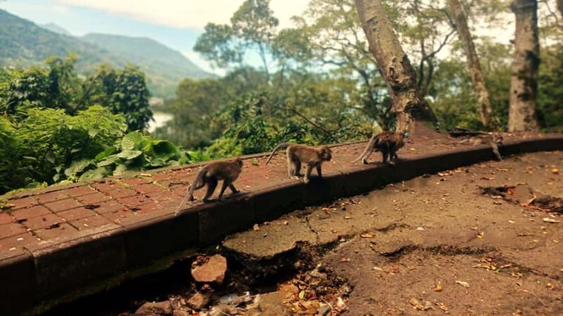 Bali: Ulun Danu Temple, Waterfall, and Twin Lakes Tour - Exploring Balis Natural and Cultural Gems in One Day