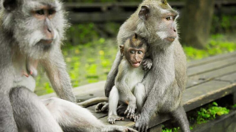 Bali: Underwater Sea Walk, Uluwatu Temple, and Kecak Dance - Who Will Enjoy This Tour?