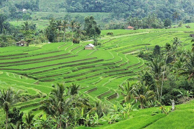 Bali UNESCO Sites: Water Temples and Jatiluwih Rice Terrace Tour - Practical Tips for Travelers