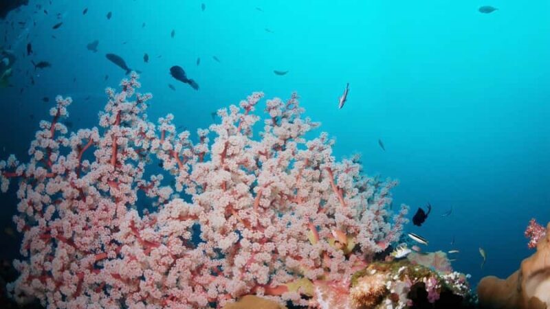 BALI: USAT SHIPWRECK DIVE WITH HOTEL TRANSFERS & LUNCH - Key Points