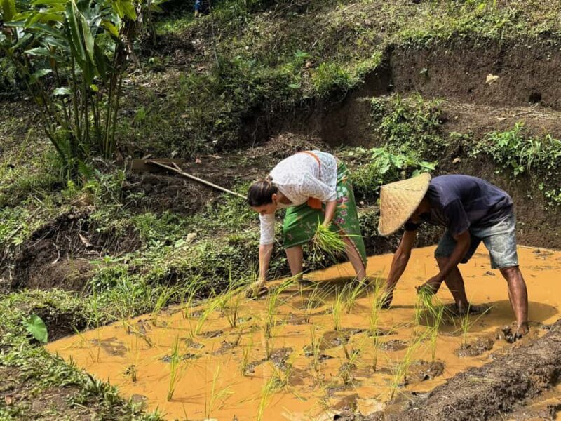 Bali Village Sunset Experience  Jamu, Local Sweets & Dinner - An In-Depth Look at the Bali Village Sunset Experience