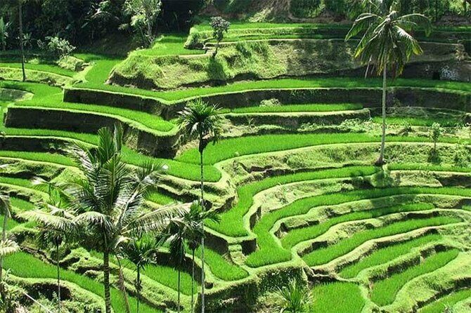 Bali: Waterfall Tour and Ubud Monkey Forest Private Day Trip - The Sum Up