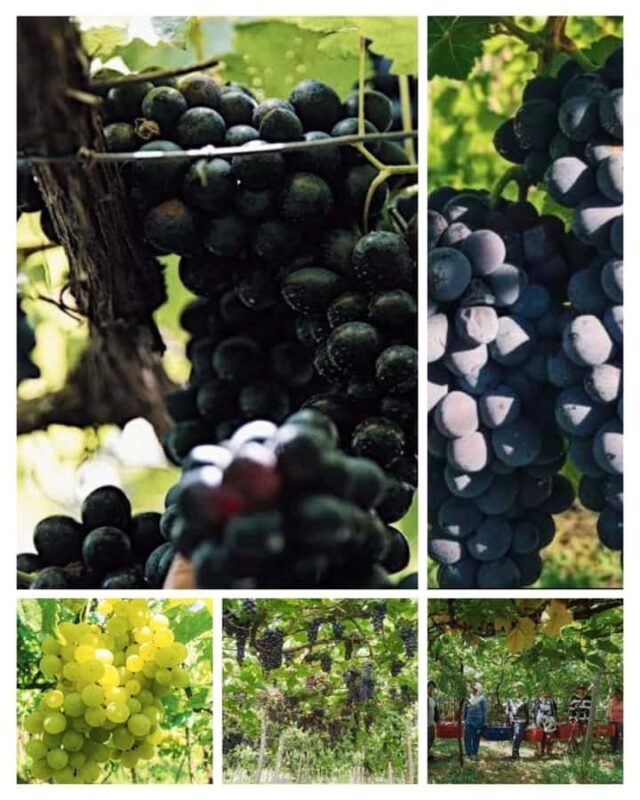 Bali: Wine & Cheese Tasting / Jungle Bar / Skylodge - A Closer Look at the Experience