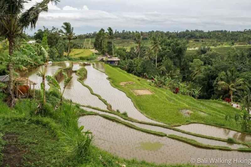 Bali: Wonderland Exotic Nature Tour - Who Will Love This Tour?