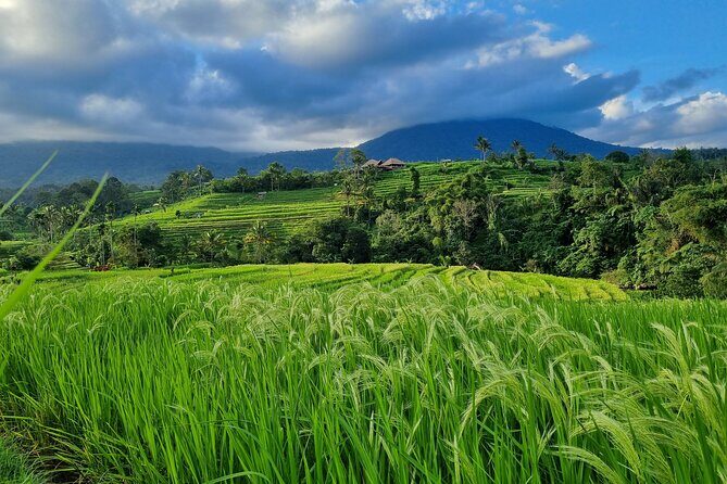 Balinese Cooking Class and Jatiluwih Rice Terrace Walking Tour - Transportation, Duration, and Practical Details