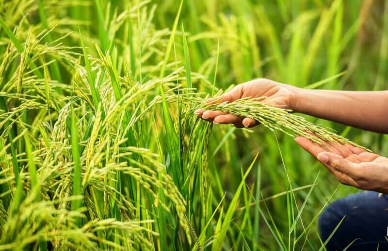 Balinese Holy Water Ritual with Nature Serenity - What to Expect and Tips for a Smooth Experience