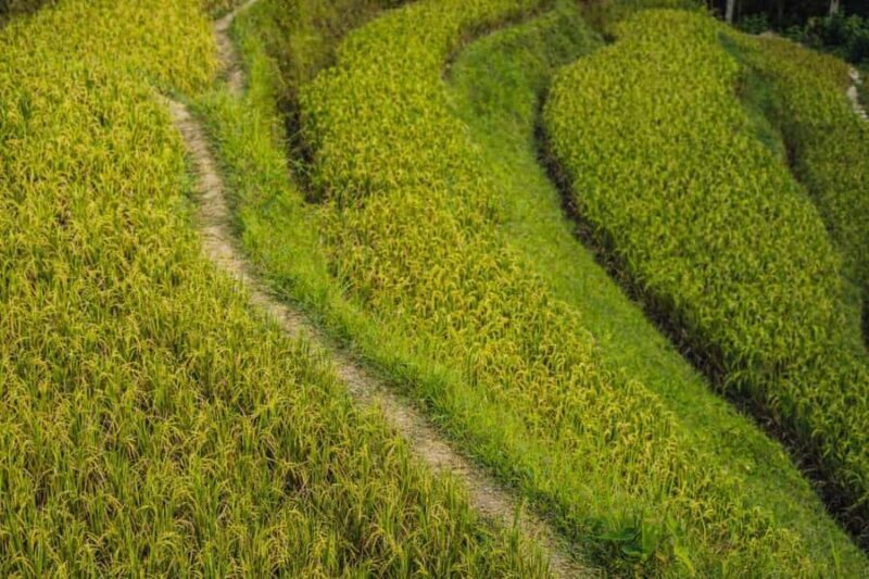 Balinese Holy Water Ritual with Nature Serenity - Authenticity and Cultural Respect