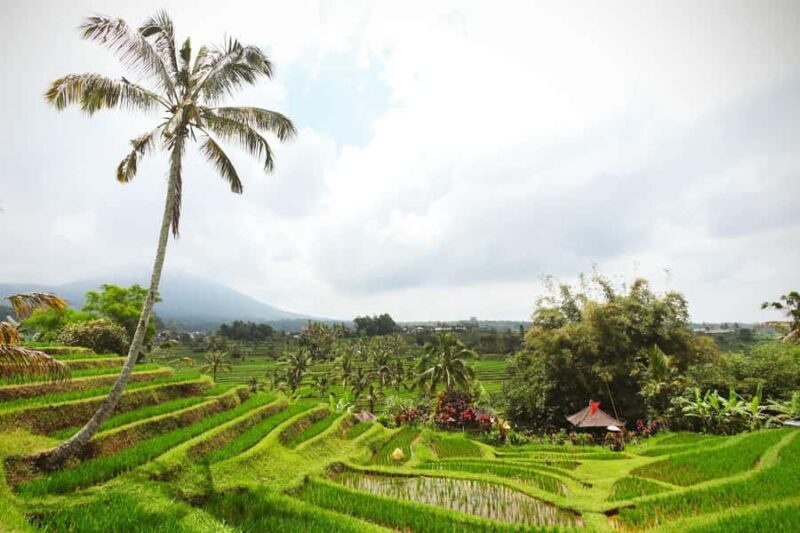 Balis Iconic Waterfalls, Rice Terraces & Sunset at La Brisa - Who Is This Tour Best For?