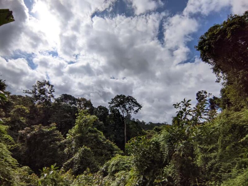 Balis Mystical Jungle Trek & Hidden Waterfall Adventure - An In-Depth Look at the Tour Experience