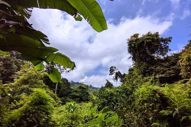 Balis Mystical Jungle Trek & Hidden Waterfall Adventure - A Detailed Journey Through Bali’s Wild Heart