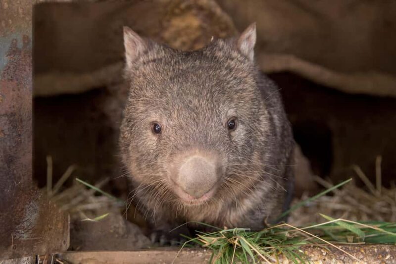 Ballarat: Wildlife Park Entry Ticket - FAQ