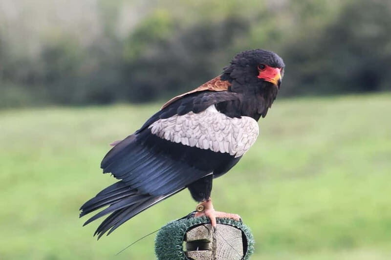 Ballyvaughan: Aillwee Burren Experience Entry Ticket - Who Will Love This Experience?