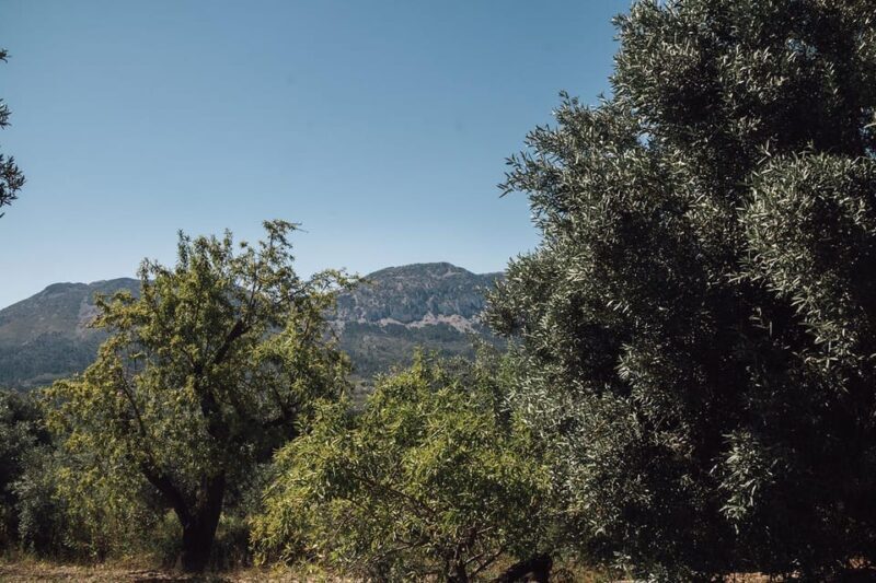 Balones: Guided tour & Tasting - A Closer Look at the Balones Guided Tour & Tasting