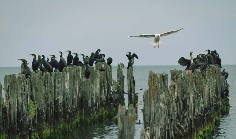 Baltic Sea Coastal Scenery and Cape Kolka From Riga - What to Expect on the Tour