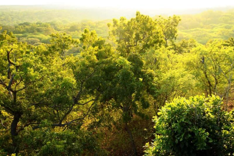 Baluran Park Wildlife Day Tour: Java's Africa-Style Safari - Key Points