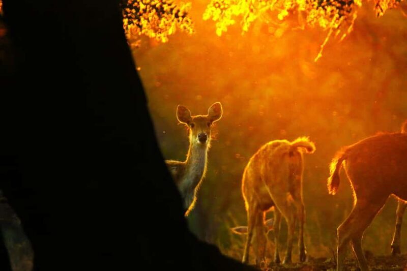 Baluran Park Wildlife Day Tour: Java's Africa-Style Safari - Who Should Consider This Tour?