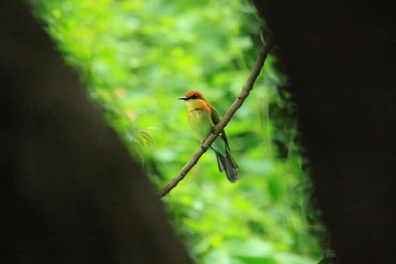 Baluran Park Wildlife Day Tour: Java's Africa-Style Safari - Final Thoughts: The Value of a Java-Style Safari
