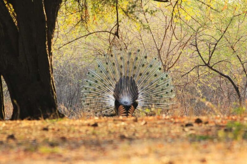 Baluran Park Wildlife Day Tour: Java's Africa-Style Safari - FAQ