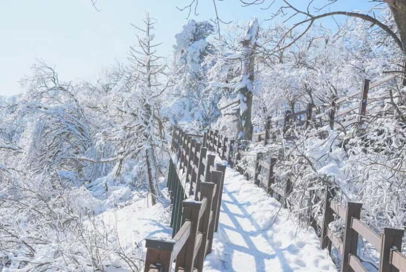 Balwangsan Cable Car & Samyang Ranch One Day Tour - Is It Worth the Price?