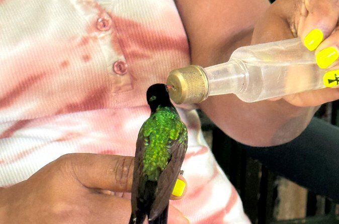 Bamboo rafting and bird sanctuary tour from Montegobay - Who Will Love This Tour?