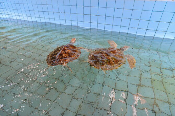 Bamboo Rafting and Monkey Cave with ATV Jungle from Phuket - FAQ