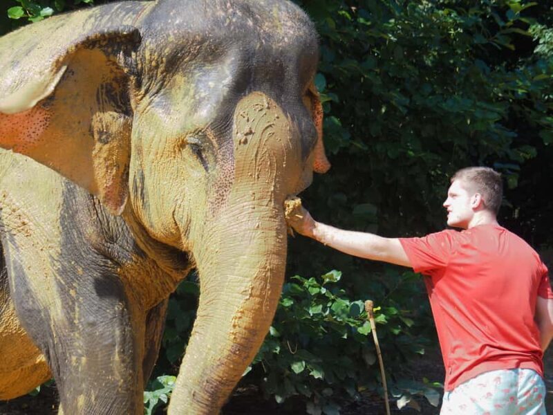 Bamboo Rafting, Waterfall, lunch, Elephant, and Turtle Tour - Final Thoughts