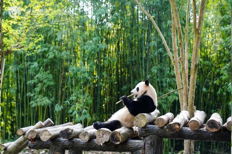 Bamboo Sea Direct Access Tour: High-Speed Rail from Shanghai - Introduction: Why This Tour Stands Out