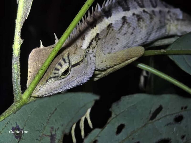 Ban Khao Sok: Rafting, Cooking, & Night Jungle Trek Tour - An In-Depth Look at the Tour Experience