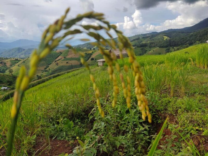 Ban Pa Pong Pieng Rice Terraces Private Guided Tour - Final Thoughts
