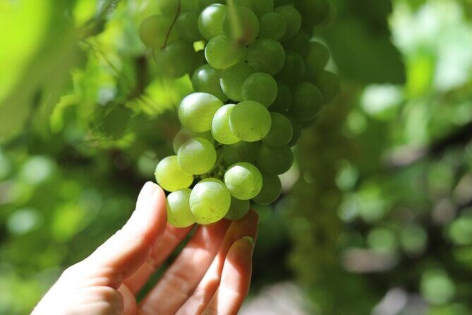 Banana Museum, Rum Distillery & Winery with Tasting: Premium tour - The Sum Up: Is It Worth It?