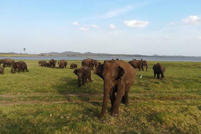 Bandaranaike International Airport (CMB) to Sigiriya Hotel Private Transfer - Who Is This Transfer Best For?