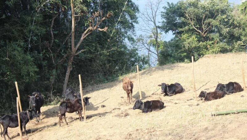 Bandipur: First hand rural cultural experience at homestay - Final Thoughts