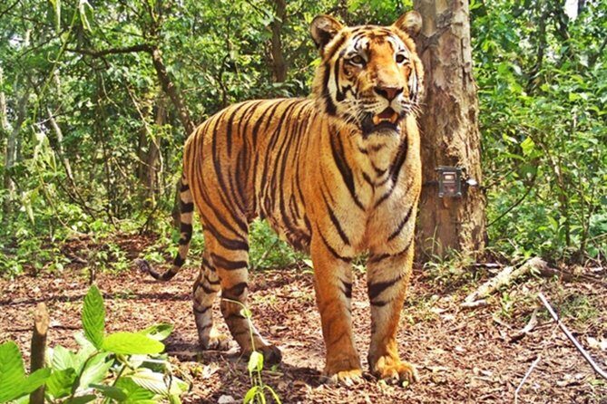 Bandipur Tiger Reserve with Somnathpur Temple Tour - Key Points