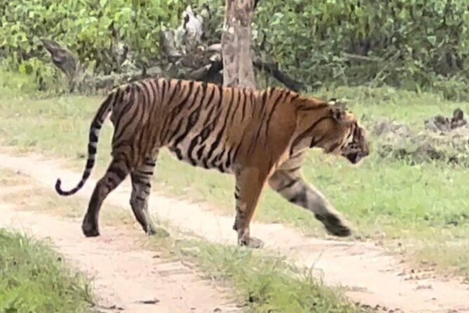 Bandipur wildlife and Mysore experience in 2 days from Bangalore - Logistics, Value, and Overall Experience