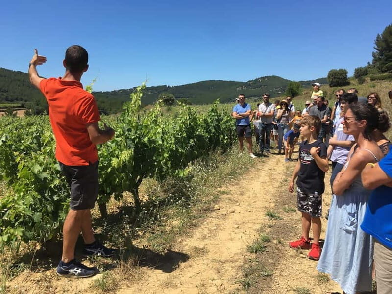 Bandol: family vineyard tour and tasting - Key Points