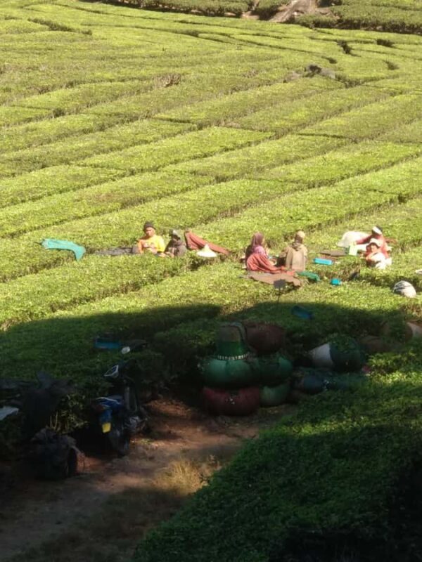 Bandung : Private Tour Guide Sightseeing (Costum tour) - Practical Tips for Your Bandung Tour