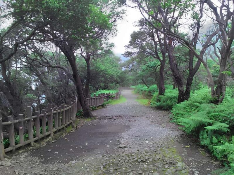 Bandung Tangkuban Perahu Volcano Tours - Orchid Forest: Colors and Aromas in a Forest of Flowers