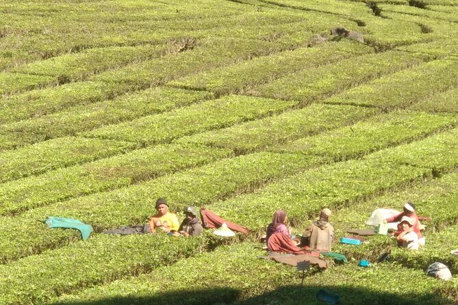 Bandung Volcano Sightseeing and Hot Spring Private Tour - In The Sum Up