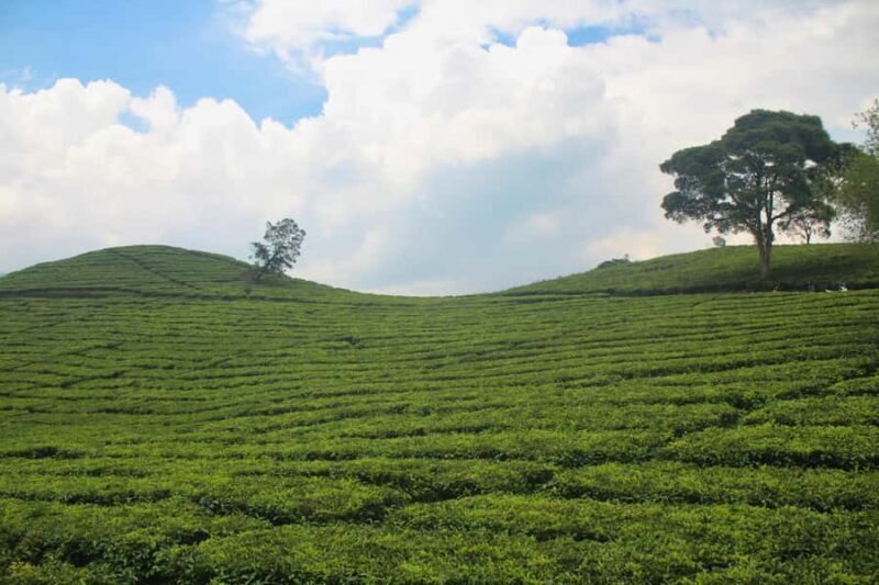 Bandungs Natural Wonders: Kawah Putih and Beyond - Key Points